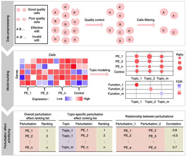 Model Based Understanding Of Single Cell Crispr Screening Duan Lab