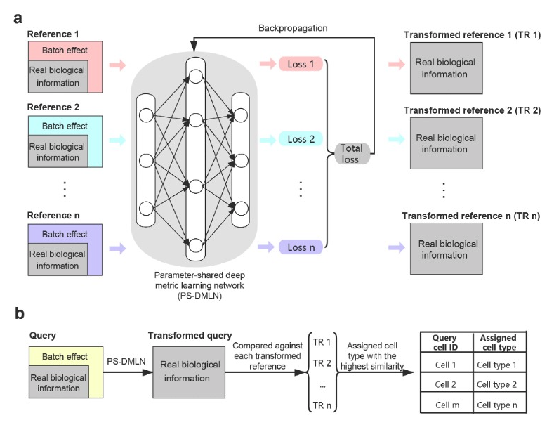 Integrating multiple references for single-cell assignment | Duan Lab