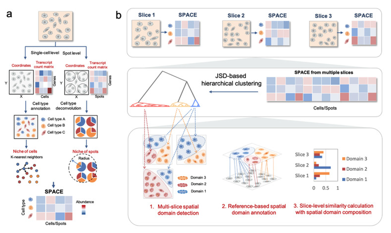 Multi-slice spatial transcriptome domain analysis with SpaDo | Duan Lab