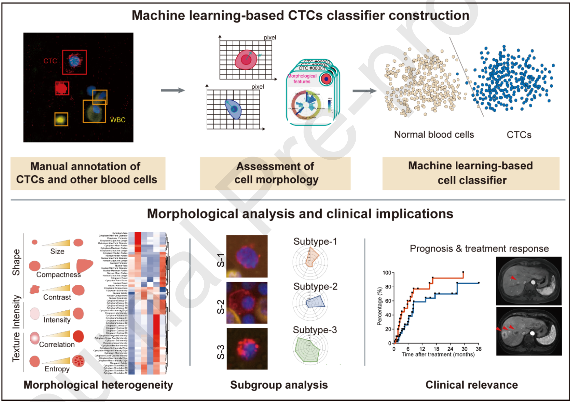 Exploring morphological heterogeneity of circulating tumor cells: machine learning-based ...